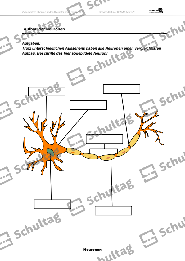 Gliederung des Nervensystems – Schultag
