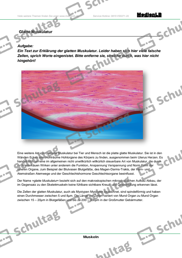 Muskelfaszien – Schultag