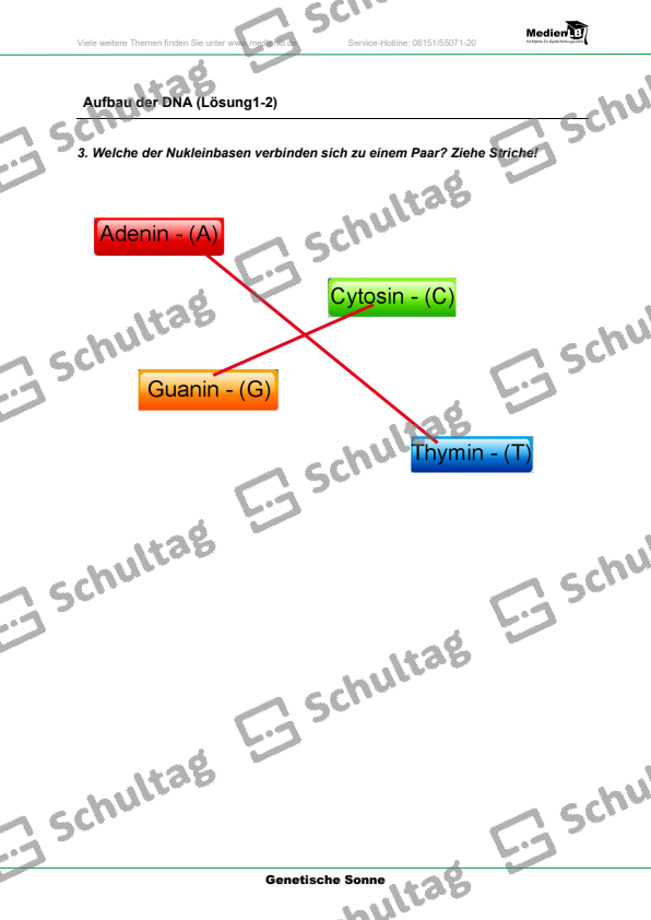 Aufbau der DNA – Schultag