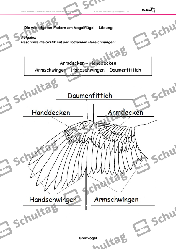 Die wichtigsten Federn am Vogelflügel – Schultag