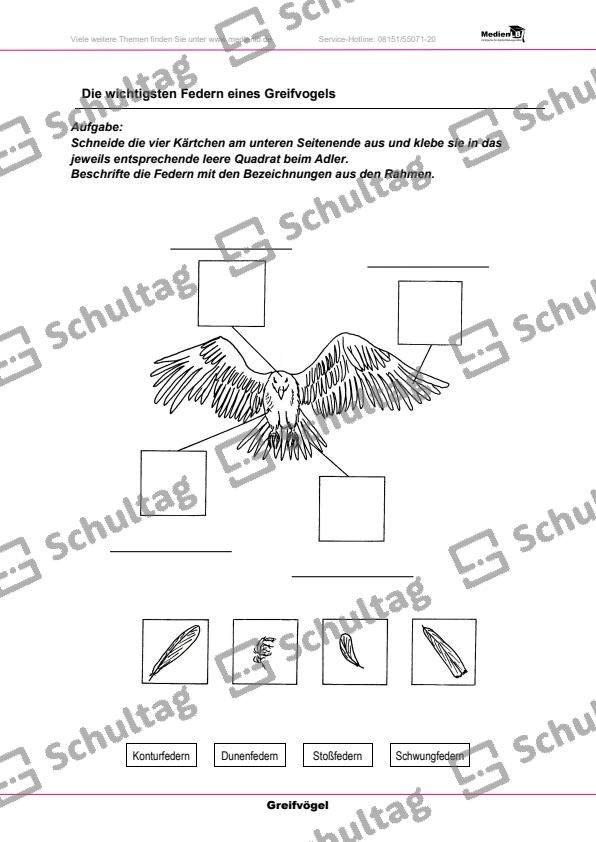 Die wichtigsten Federn eines Greifvogels – Schultag