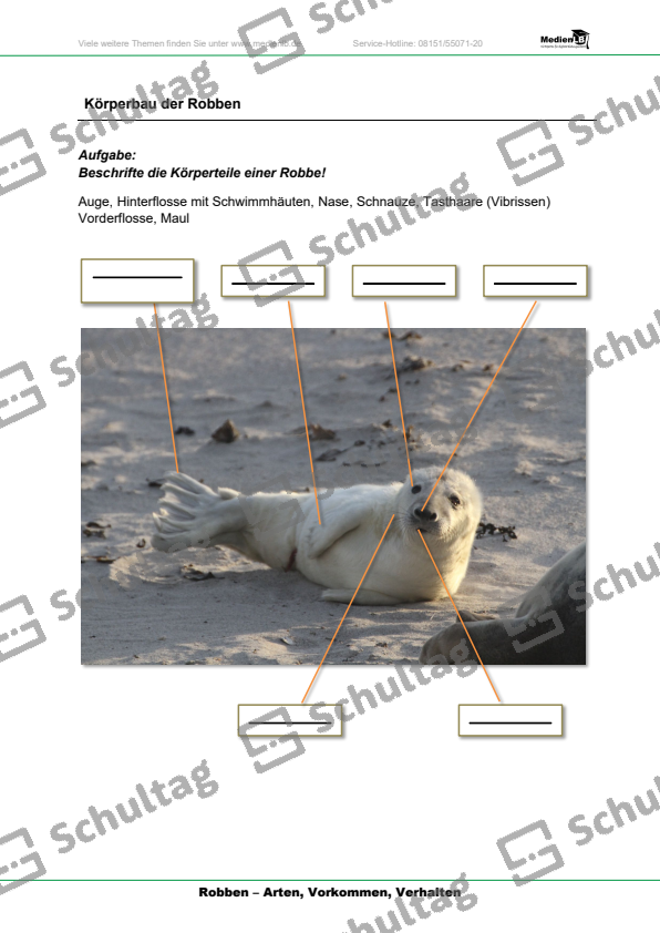 Körperbau der Robben – Schultag