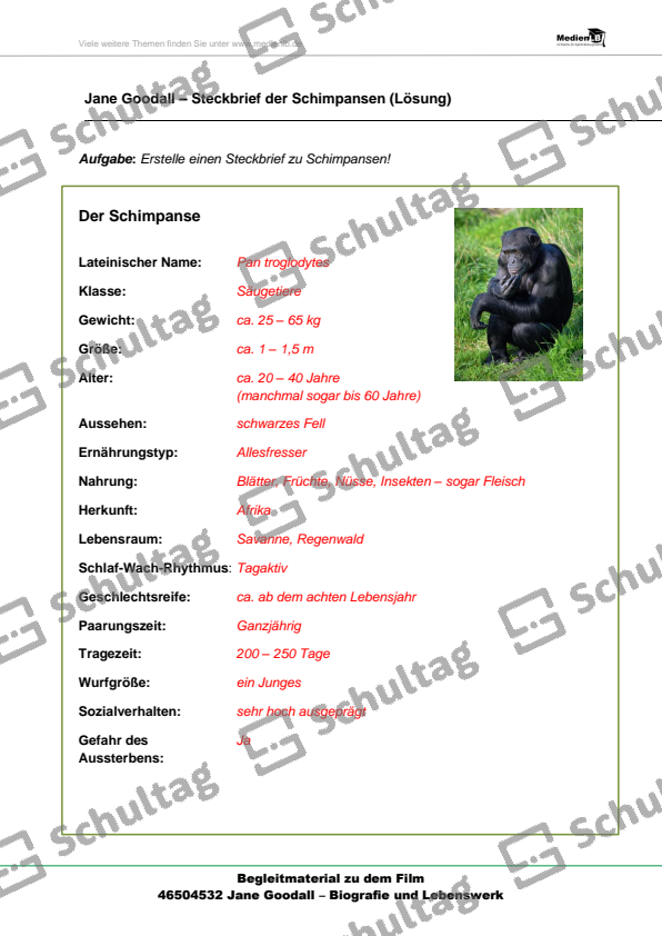 Jane Goodall – Steckbrief der Schimpansen – Schultag