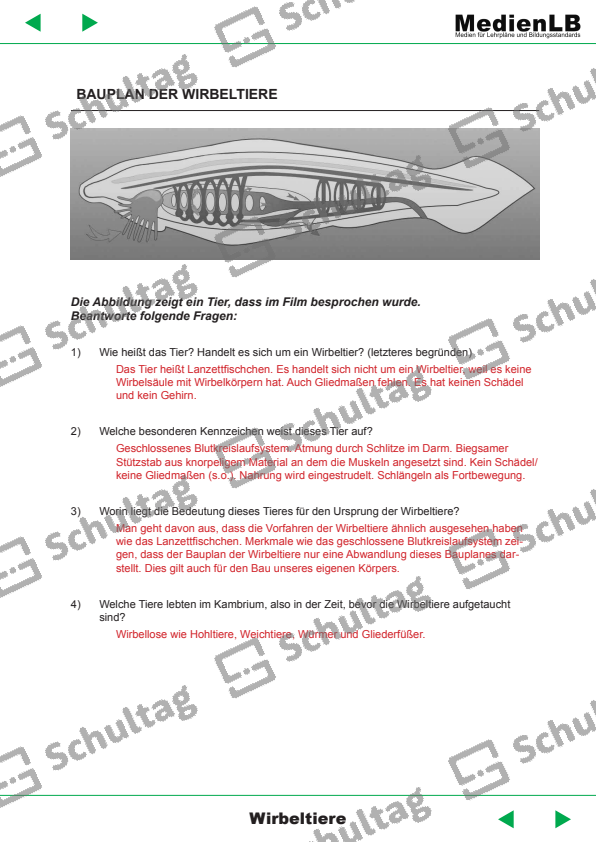 BAUPLAN DER WIRBELTIERE – Schultag