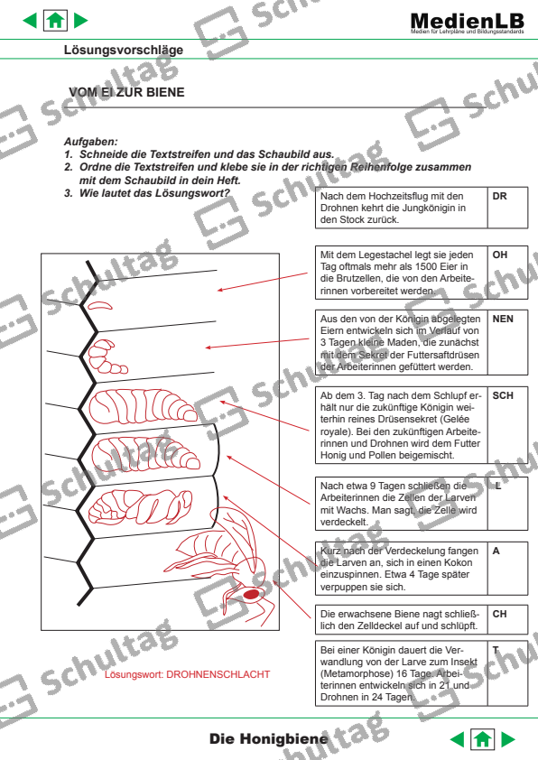 VOM EI ZUR BIENE – Schultag