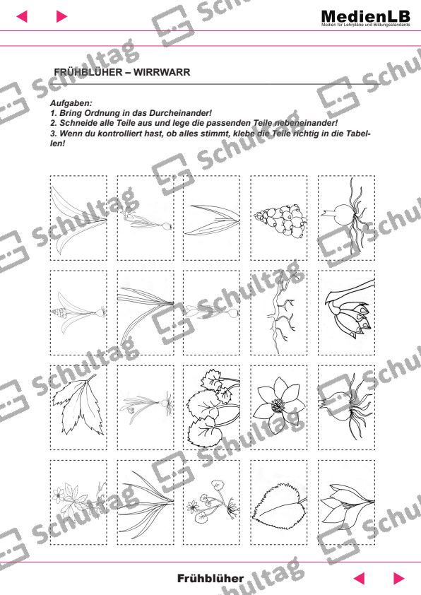 Frühblüher (Sammlung) – Schultag