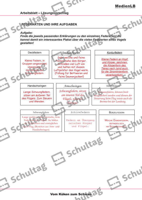 FEDERARTEN UND IHRE AUFGABEN – Schultag