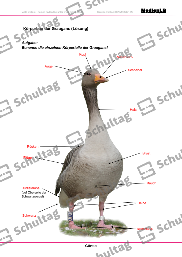 Körperbau der Gragans – Schultag