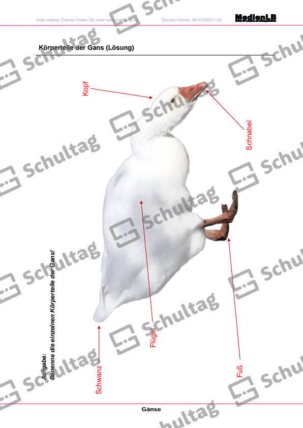 Körperteile der Gans – Schultag