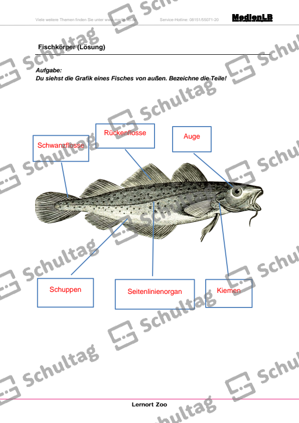 Fischkörper – Schultag
