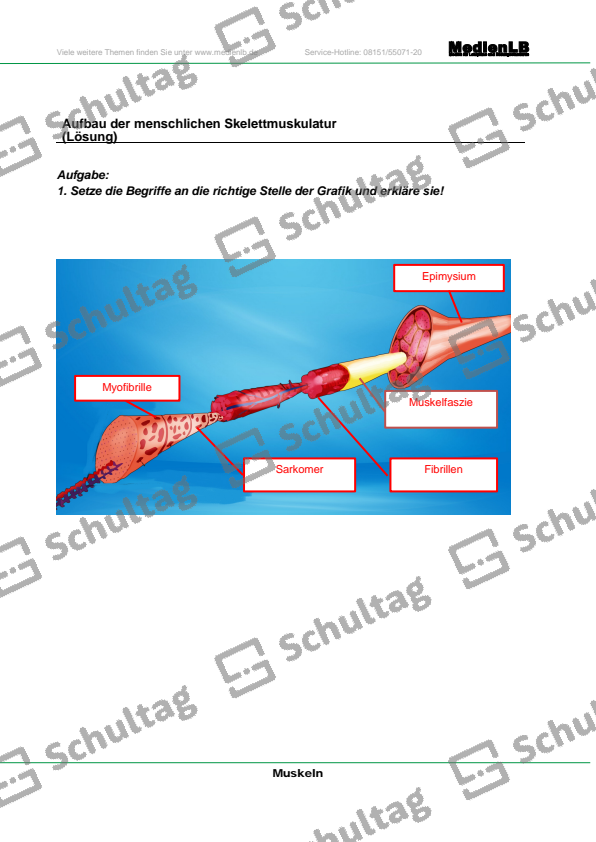 Aufbau der menschlichen Skelettmuskulatur – Schultag Aufbau der menschlichen Skelettmuskulatur – Schultag