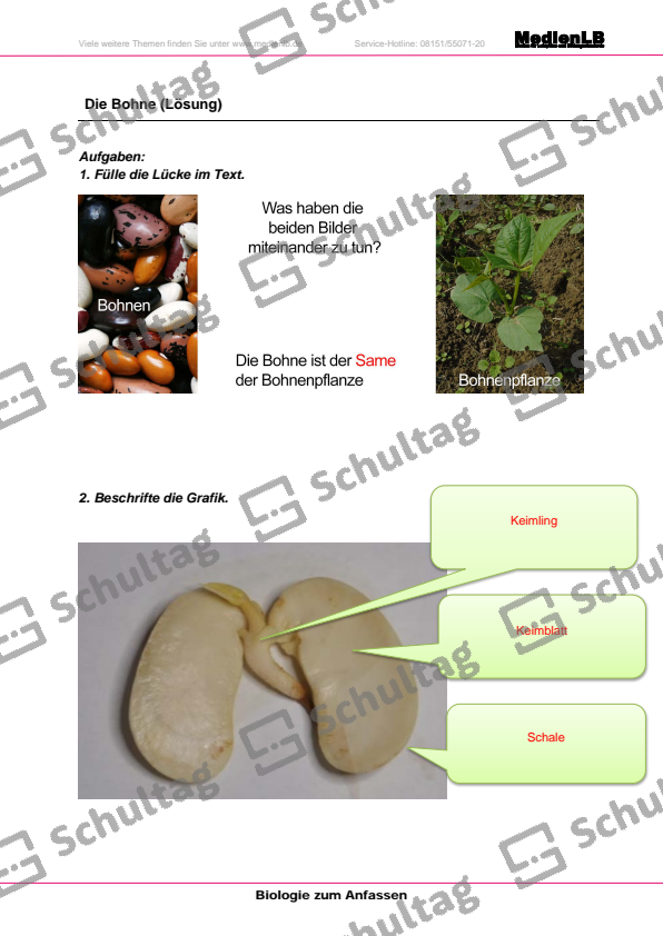 Die Bohne – Schultag