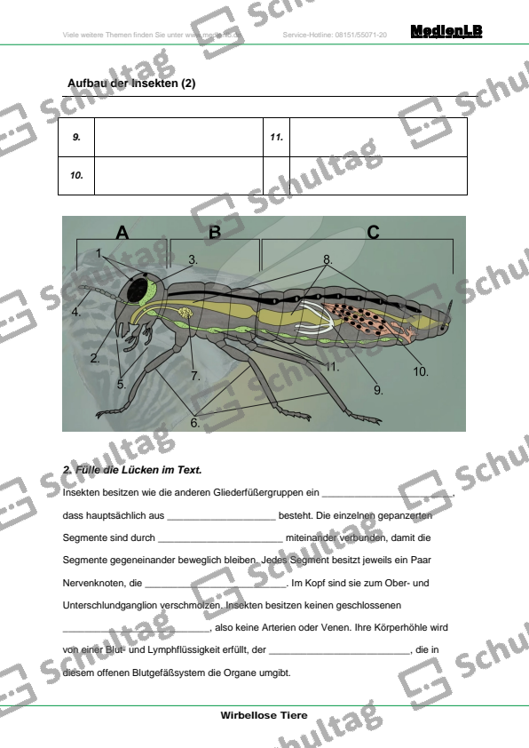 Aufbau der Insekten – Schultag