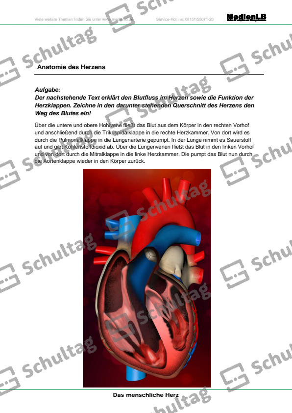 Aufbau und Teile des Herzens – Schultag