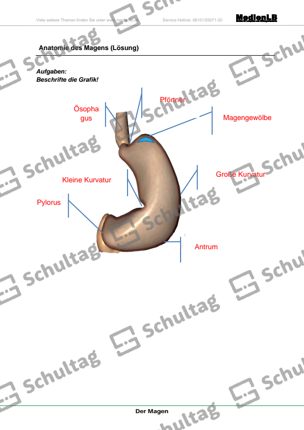 Anatomie des Magens – Schultag