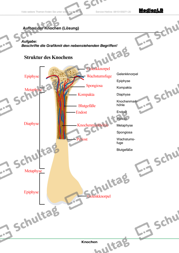 Aufbau der Knochen – Schultag