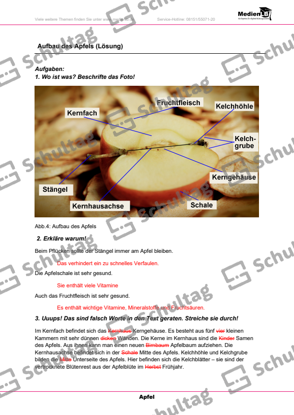 Aufbau des Apfels – Schultag