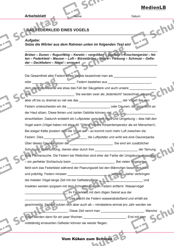 FEDERARTEN UND IHRE AUFGABEN – Schultag