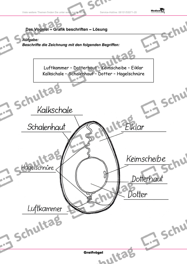 Das Vogelei – Schultag