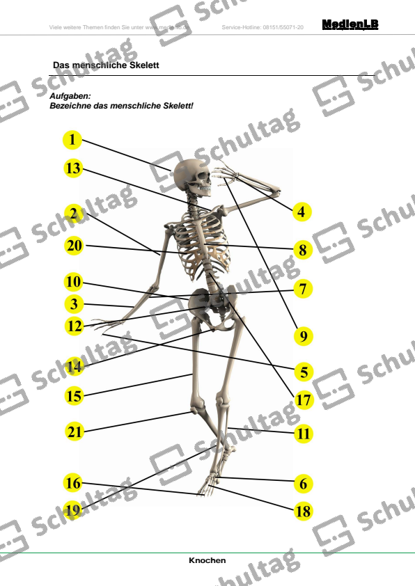 Knochenformen – Schultag