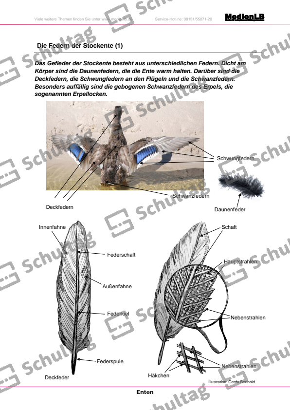 Die Federn der Stockente – Schultag