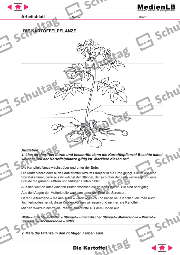 Aufbau und Inhaltsstoffe – Schultag
