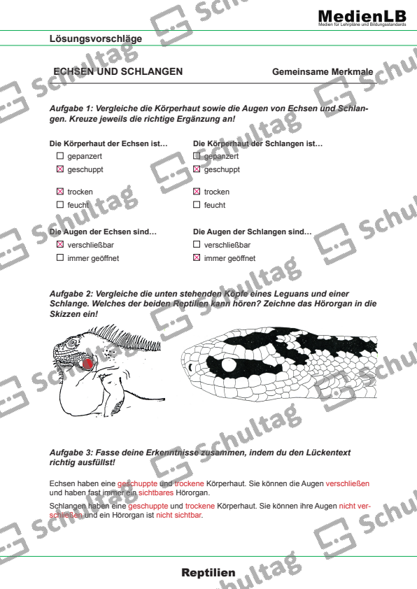 ECHSEN UND SCHLANGEN – Schultag