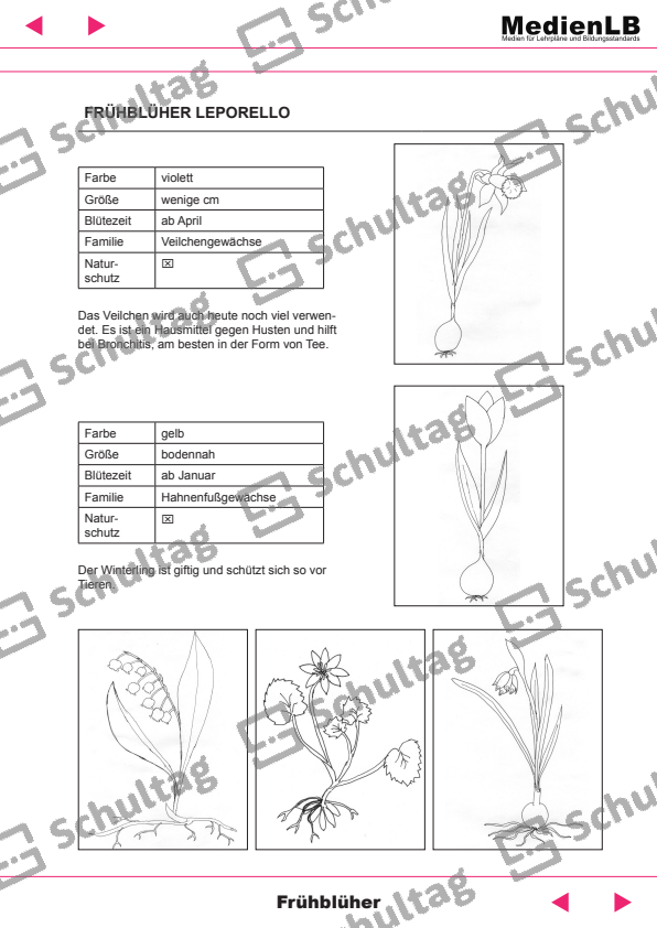 FRÜHBLÜHER LEPORELLO – Schultag