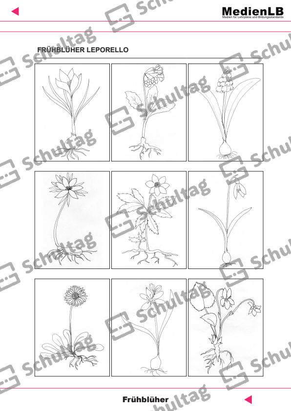 FRÜHBLÜHER LEPORELLO – Schultag