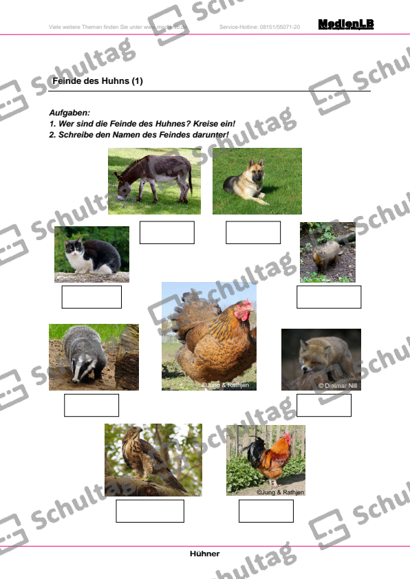 Feinde des Huhns – Schultag