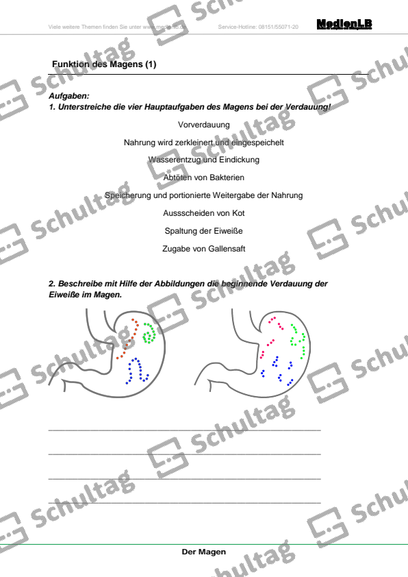 Der Magen (Sammlung) – Schultag