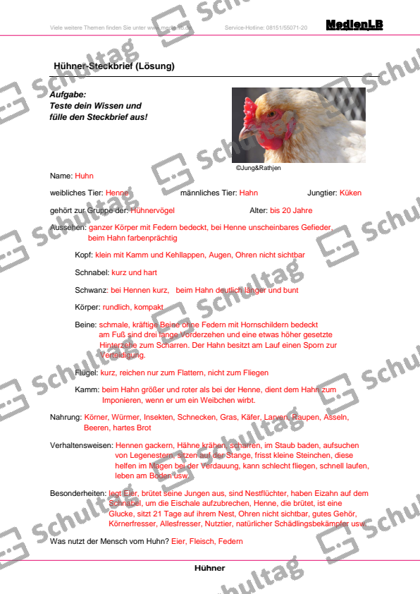 Hühnersteckbrief – Schultag