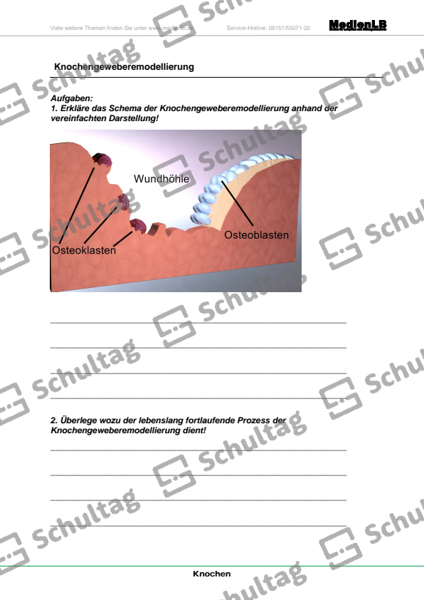 Knochenformen – Schultag