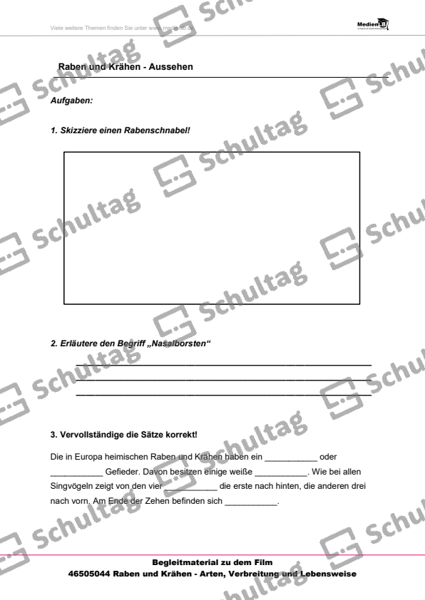 Raben und Krähen – Arten – Schultag