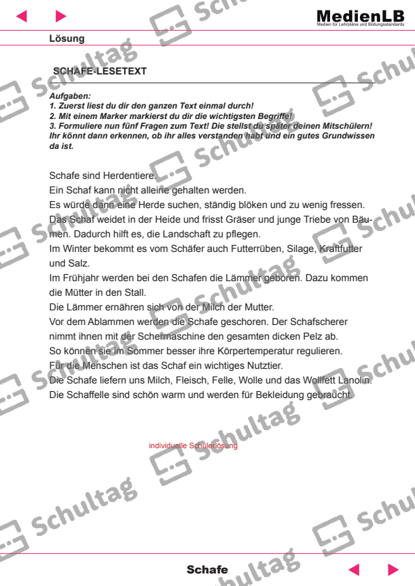 SCHAFE-LESETEXT – Schultag