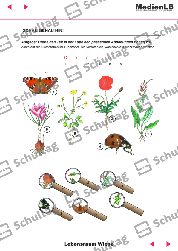 SCHAU GENAU HIN! – Schultag