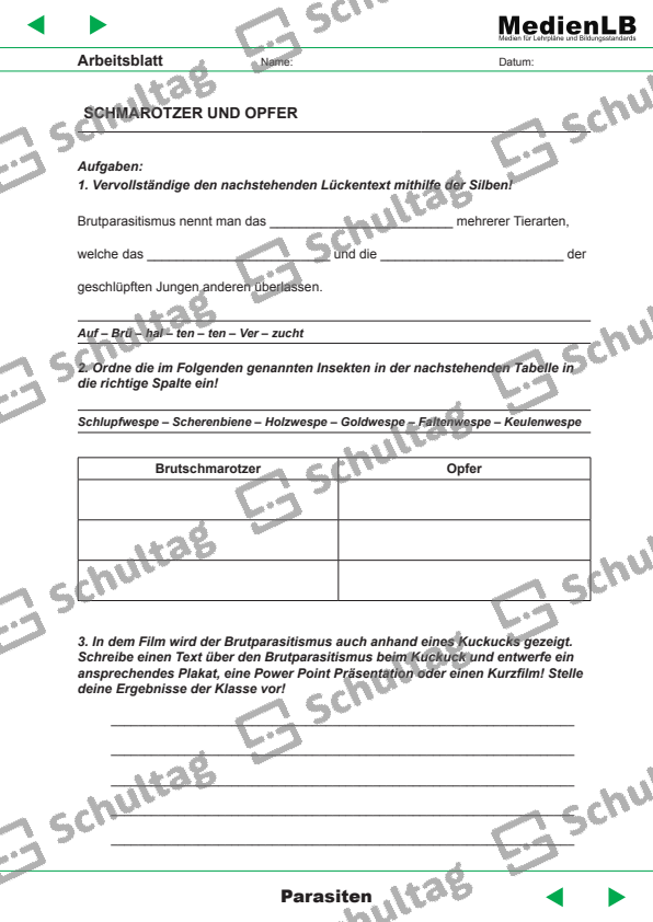 PLASMODIUM ENTWICKLUNGSZYKLUS – Schultag