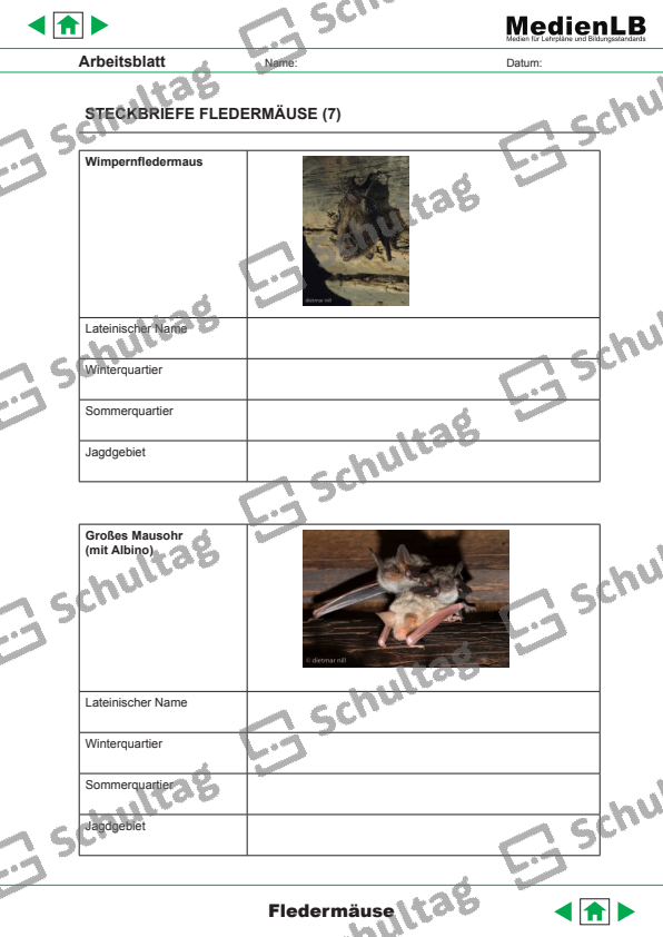 STECKBRIEFE FLEDERMÄUSE (7) – Schultag