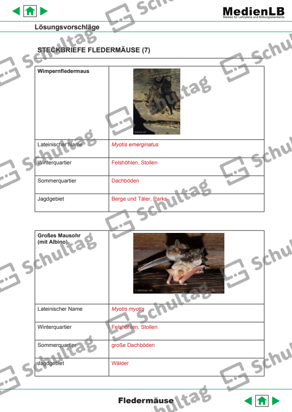 STECKBRIEFE FLEDERMÄUSE (7) – Schultag