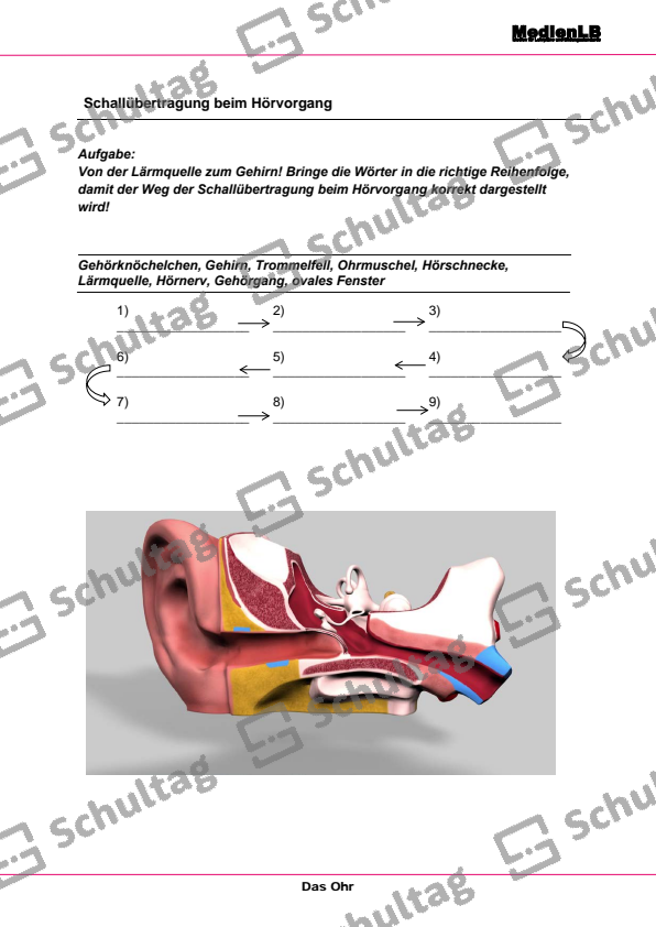 Anatomie des Ohres – Schultag