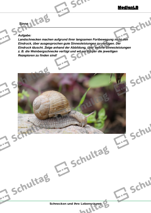 Sinnesorgane schützen – Glossar – Schultag