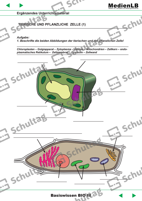 TIERISCHE UND PFLANZLICHE ZELLE – Schultag
