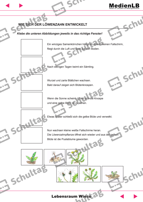 TIER – STECKBRIEF – Schultag