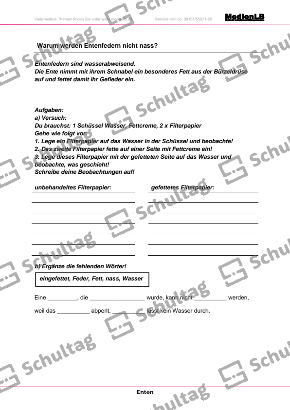 Die Federn der Stockente – Schultag